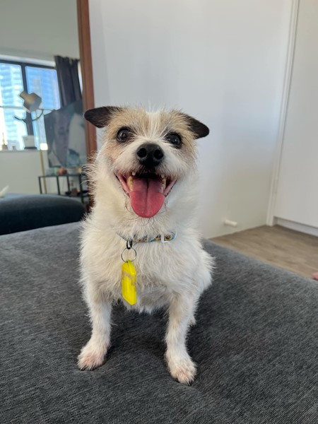 Adopt Betty from Red Hill QLD | Adopt-A-Dog