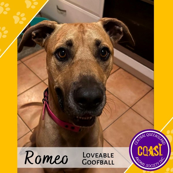 Adopt Romeo from Chambers Flat QLD | Adopt-A-Dog