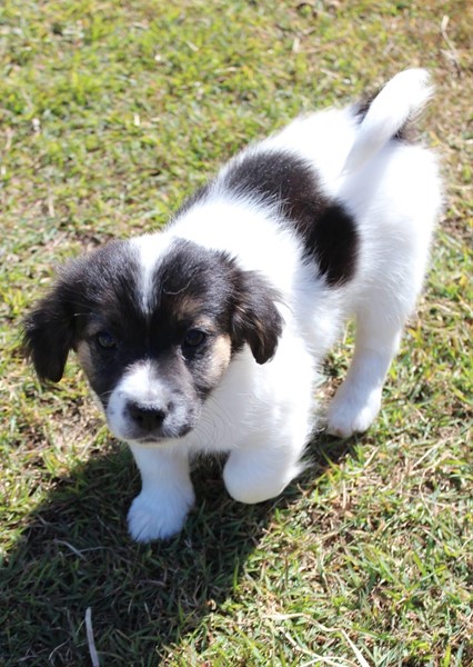 Adopt Peter from Curra QLD | Adopt-A-Dog