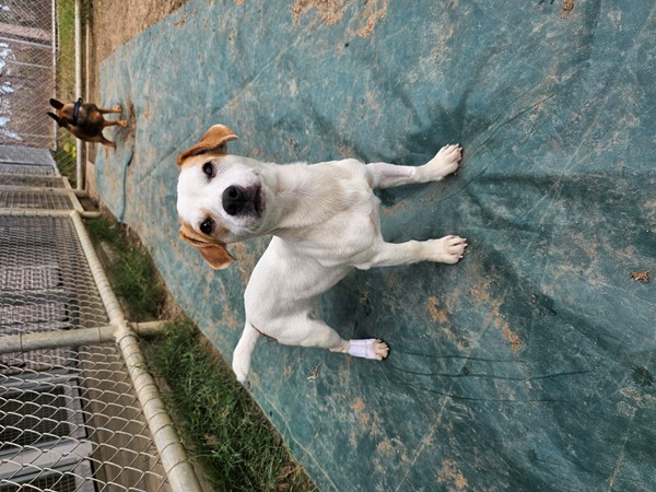 Adopt Rusty from Mareeba QLD | Adopt-A-Dog