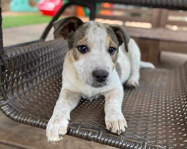 Adopt Betty from Toowoomba QLD | Adopt-A-Dog