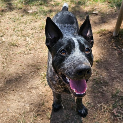Adopt Wombat from Mareeba QLD | Adopt-A-Dog
