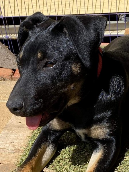 Adopt Snow Pea from Adelaide SA | Adopt-A-Dog