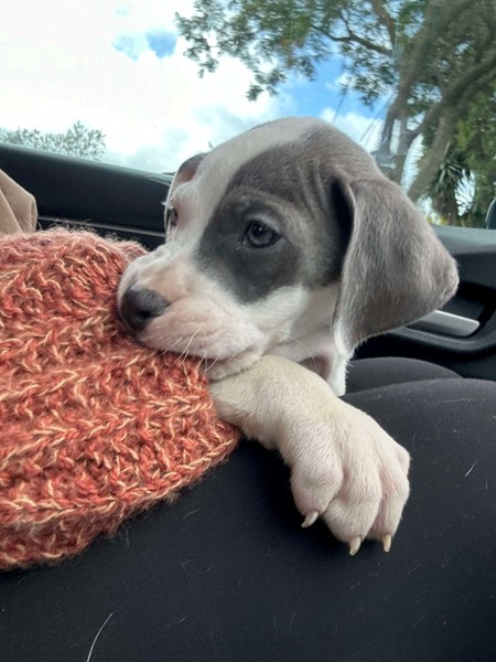 Adopt Flobberworm from Ferntree Gully VIC | Adopt-A-Dog