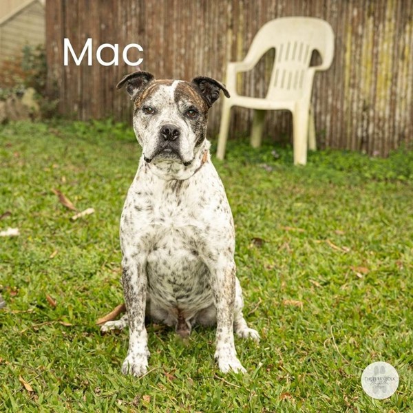 Adopt Mac 100+Club from Tanawha QLD | Adopt-A-Dog