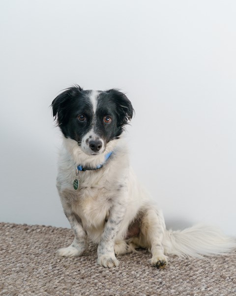 Adopt Sam Jablonski from Harkaway VIC | Adopt-A-Dog