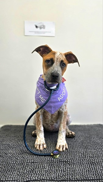 Adopt Stormzy from Perth WA | Adopt-A-Dog