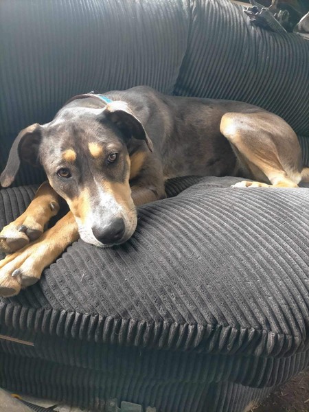 Adopt Rayah from Vermont VIC | Adopt-A-Dog