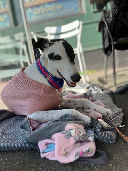 Adopt Lina from Melbourne VIC | Adopt-A-Dog