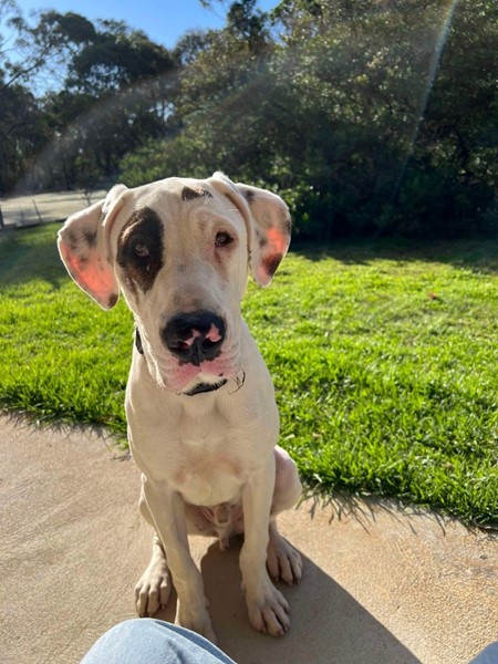 Adopt Shawshank from Springvale VIC | Adopt-A-Dog