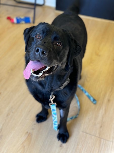 Adopt Chonka Truck from Dandenong VIC | Adopt-A-Dog