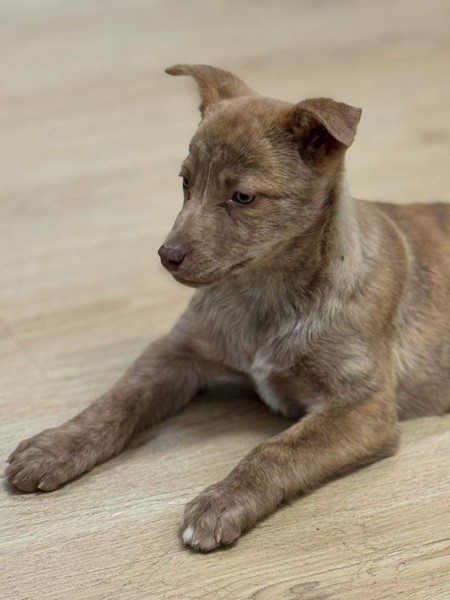 Adopt Blordak from Dandenong VIC | Adopt-A-Dog