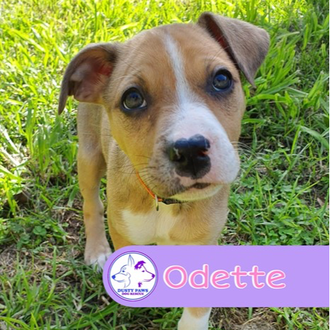 Adopt Odette from Woodcroft SA | Adopt-A-Dog