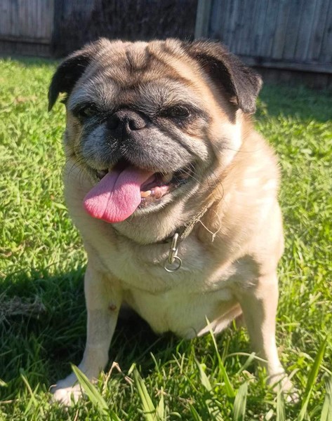 Adopt Toots from Flagstone QLD | Adopt-A-Dog