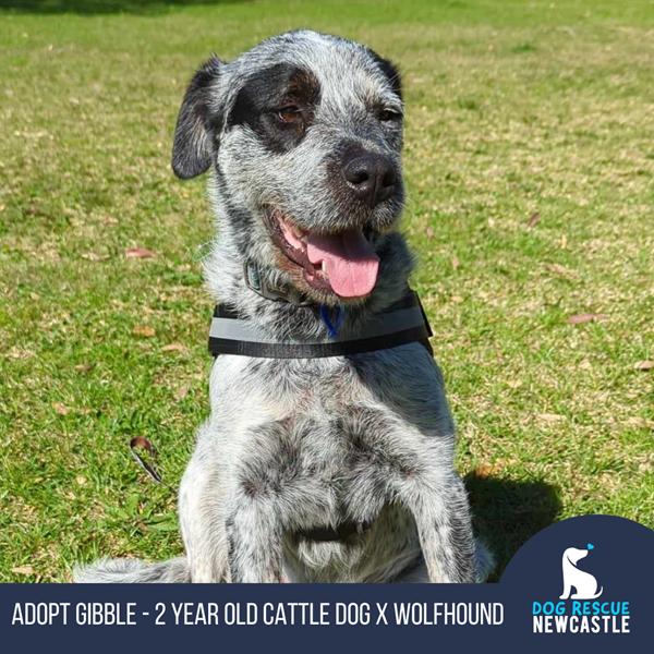 Adopt Gibble (Trial) from Newcastle NSW | Adopt-A-Dog