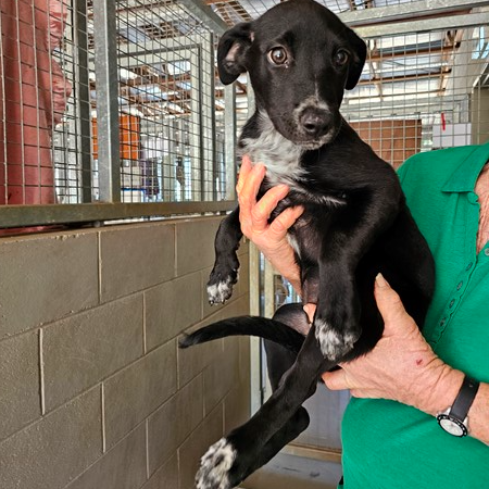 Adopt Roxy from Mareeba QLD | Adopt-A-Dog