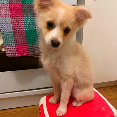 Adopt Binky from Canberra ACT | Adopt-A-Dog