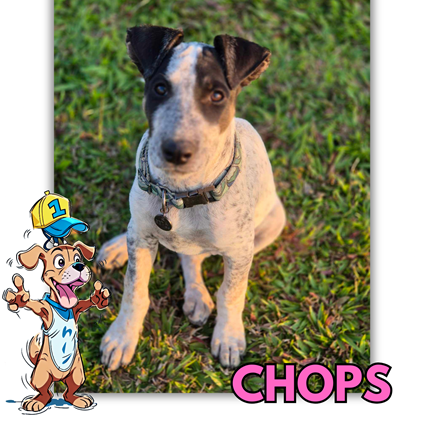 Adopt Chops from Weipa QLD | Adopt-A-Dog