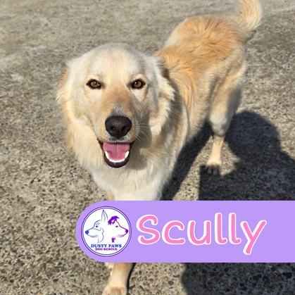 Adopt Scully from Christie Downs SA | Adopt-A-Dog