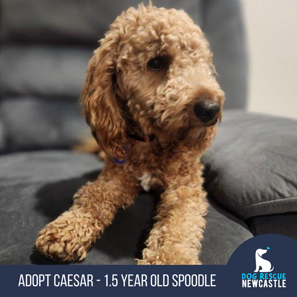 Adopt Caesar (Trial) from Cameron Park NSW | Adopt-A-Dog