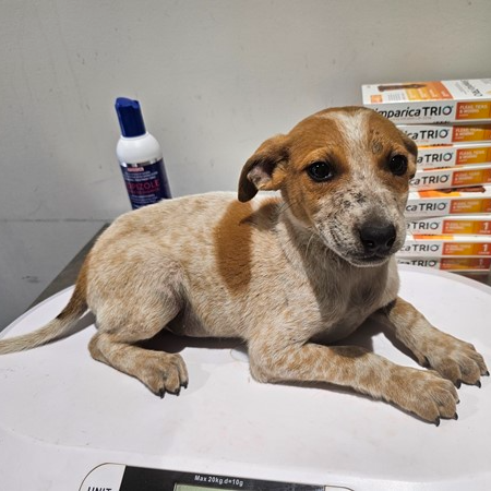 Adopt Luther from Mareeba QLD | Adopt-A-Dog