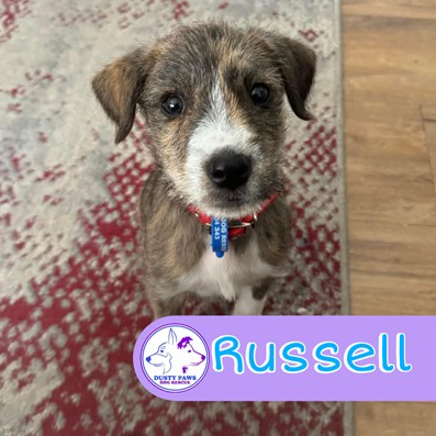 Adopt Russell from Christie Downs SA | Adopt-A-Dog
