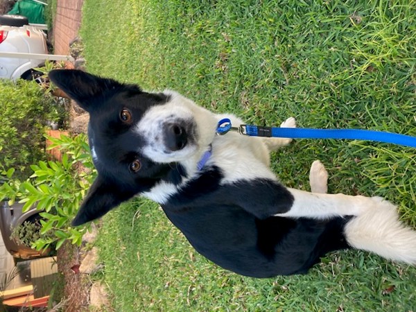 Adopt Kobi from Petrie QLD | Adopt-A-Dog