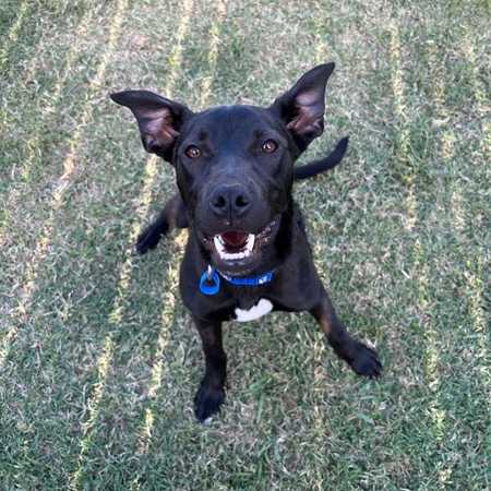 Adopt Betty from South Ripley QLD | Adopt-A-Dog