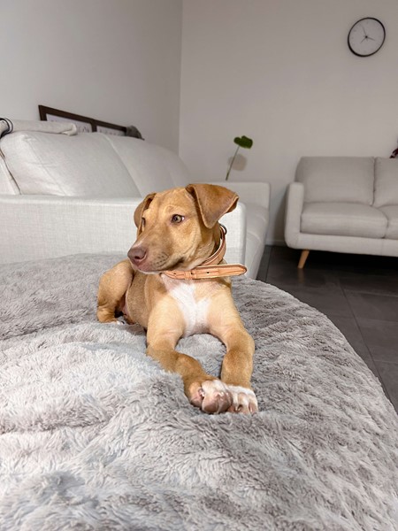 Adopt Mary from Pooraka SA | Adopt-A-Dog