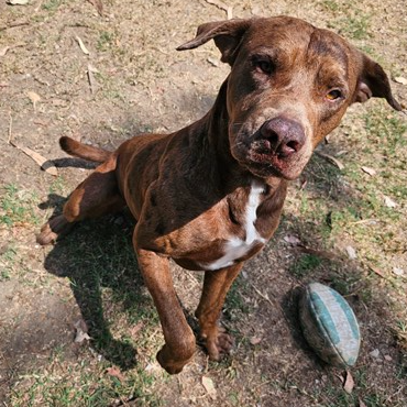 Adopt Gabe from Mareeba QLD | Adopt-A-Dog
