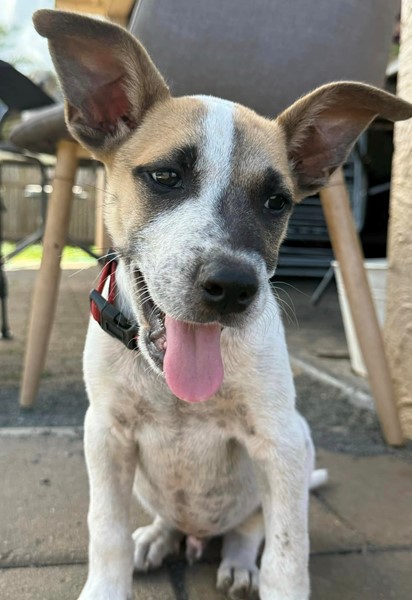 Adopt Bundy from Cairns QLD | Adopt-A-Dog