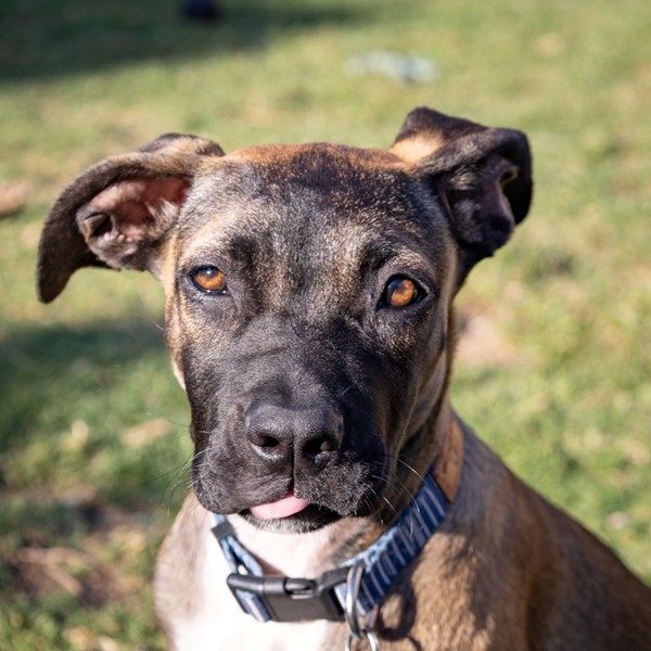 Adopt Ember from Joondalup WA | Adopt-A-Dog