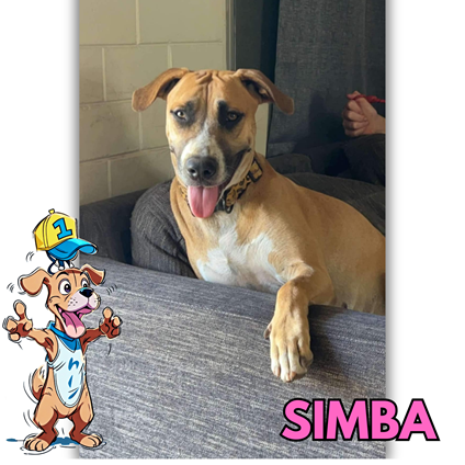 Adopt Simba from Weipa QLD | Adopt-A-Dog