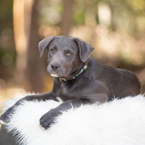 Adopt Kobi from Stapylton QLD | Adopt-A-Dog