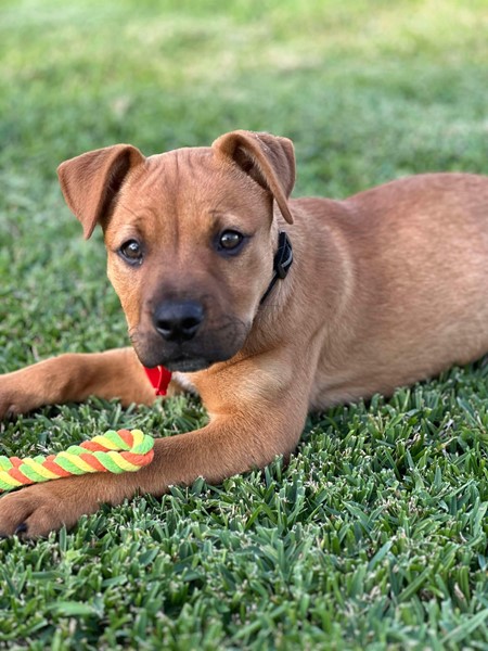 Adopt Betty from Swansea NSW | Adopt-A-Dog