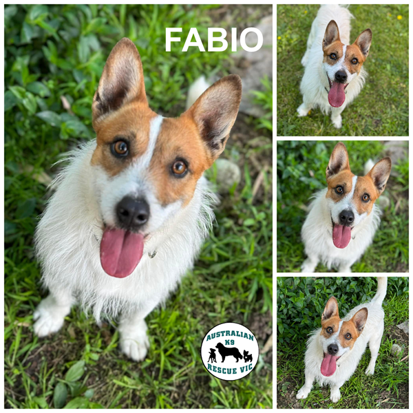 Adopt Fabio from WATSONIA VIC | Adopt-A-Dog