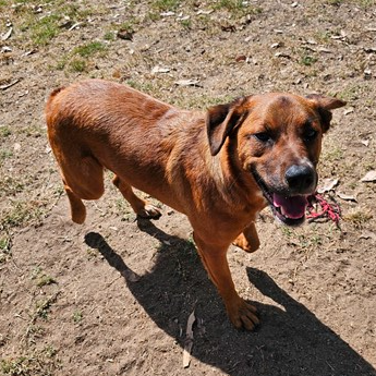 Adopt Wombat from Mareeba QLD | Adopt-A-Dog
