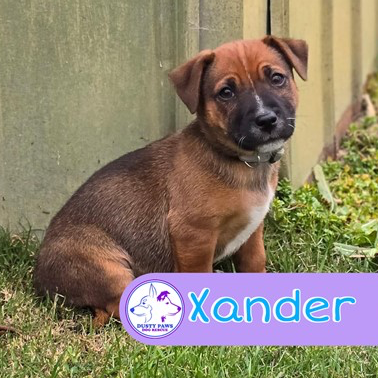 Adopt Xander from Hackham SA | Adopt-A-Dog