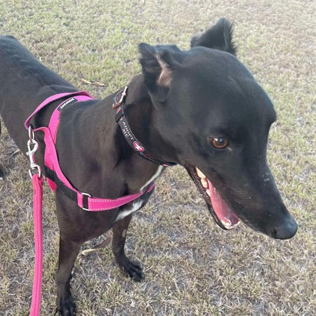 Adopt Grace from Brisbane QLD | Adopt-A-Dog