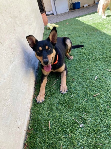 Adopt Rango from Perth WA | Adopt-A-Dog