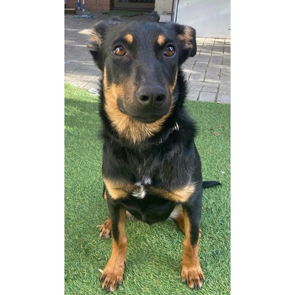 Adopt Jennifer from Perth WA | Adopt-A-Dog