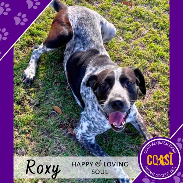 Adopt Roxy from Bouldercombe QLD | Adopt-A-Dog
