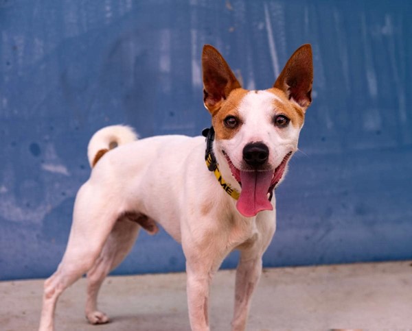 Adopt Zeek from Cairns QLD | Adopt-A-Dog