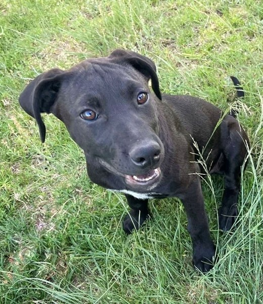 Adopt Puppy Sorrel from Perth WA | Adopt-A-Dog