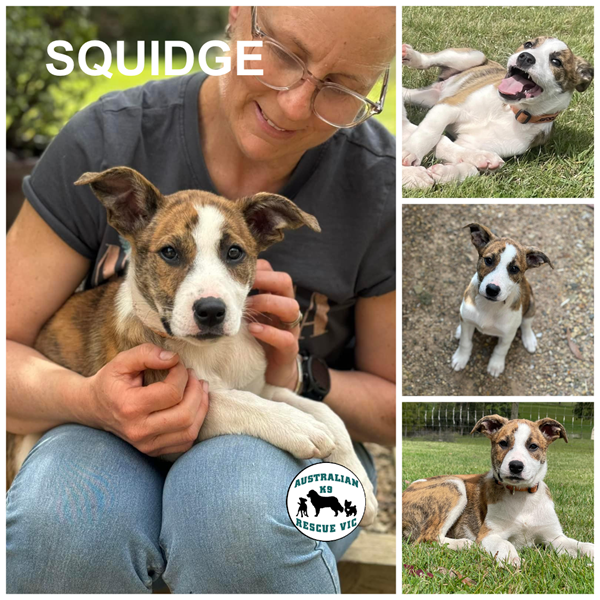 Adopt Squidge from WALLAN VIC | Adopt-A-Dog