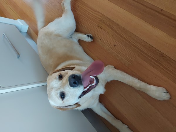 Adopt Jeffrey "Good Boy" Jones from CRAIGIEBURN VIC | Adopt-A-Dog