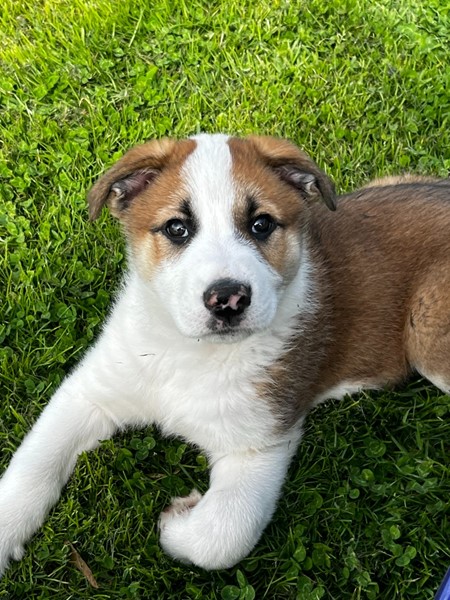 Adopt Patch from Keysborough VIC | Adopt-A-Dog