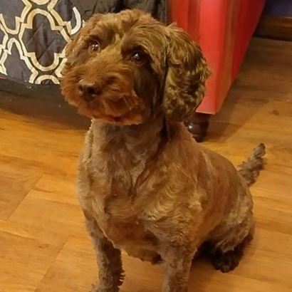 Adopt Jessie from Adelaide SA | Adopt-A-Dog