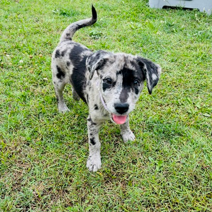 Adopt Calypso from Regents Park QLD | Adopt-A-Dog