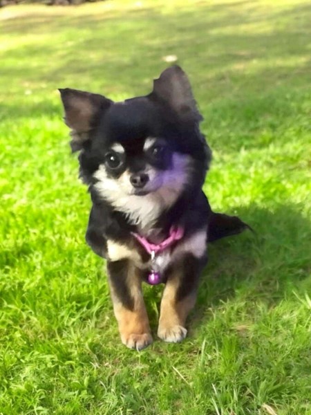 Adopt Betty Boop from Brisbane QLD | Adopt-A-Dog